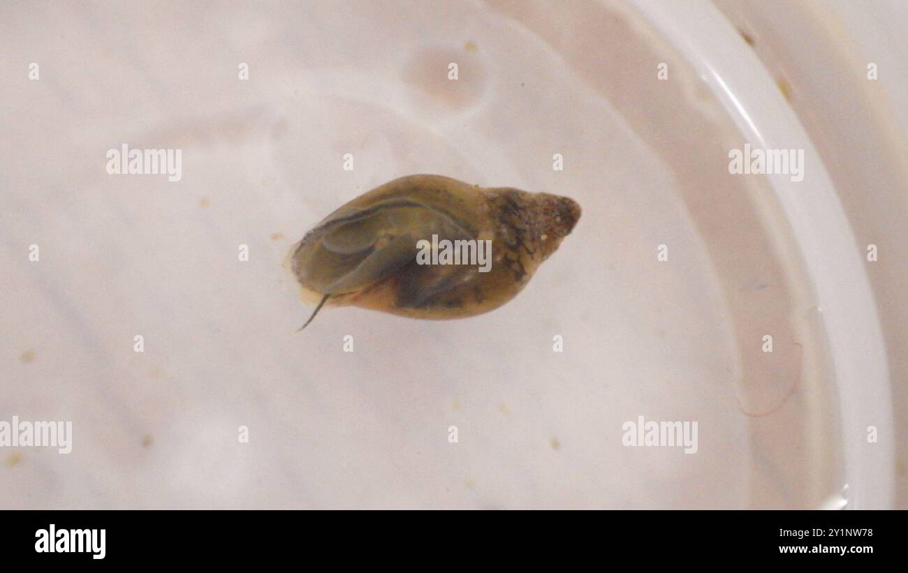 Bladder Snails (Physidae) Mollusca Stock Photo - Alamy