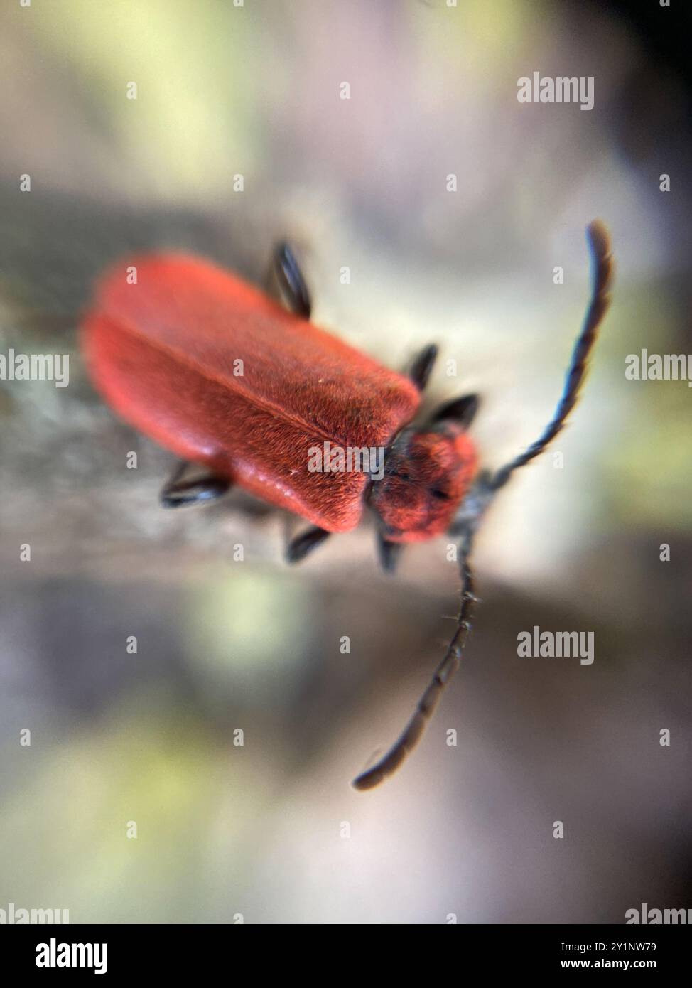 Welsh Oak Longhorn Beetle (Pyrrhidium sanguineum) Insecta Stock Photo ...