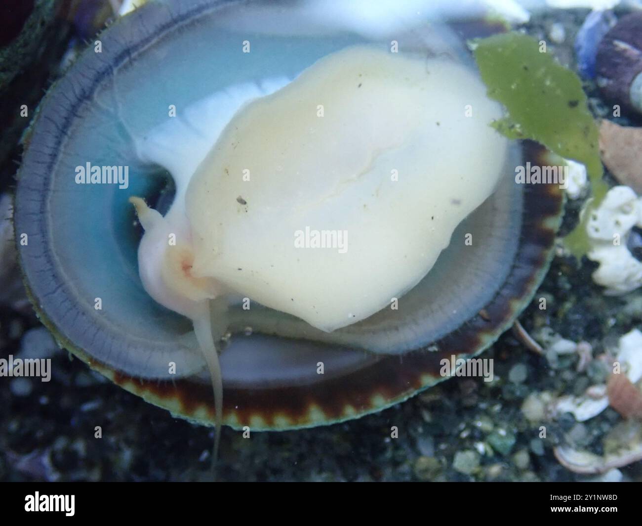 Shield limpet hi-res stock photography and images - Alamy