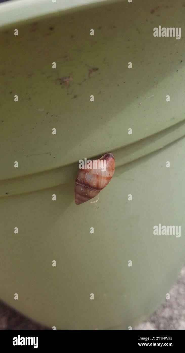 West Indian Bulimulus (Bulimulus guadalupensis) Mollusca Stock Photo ...