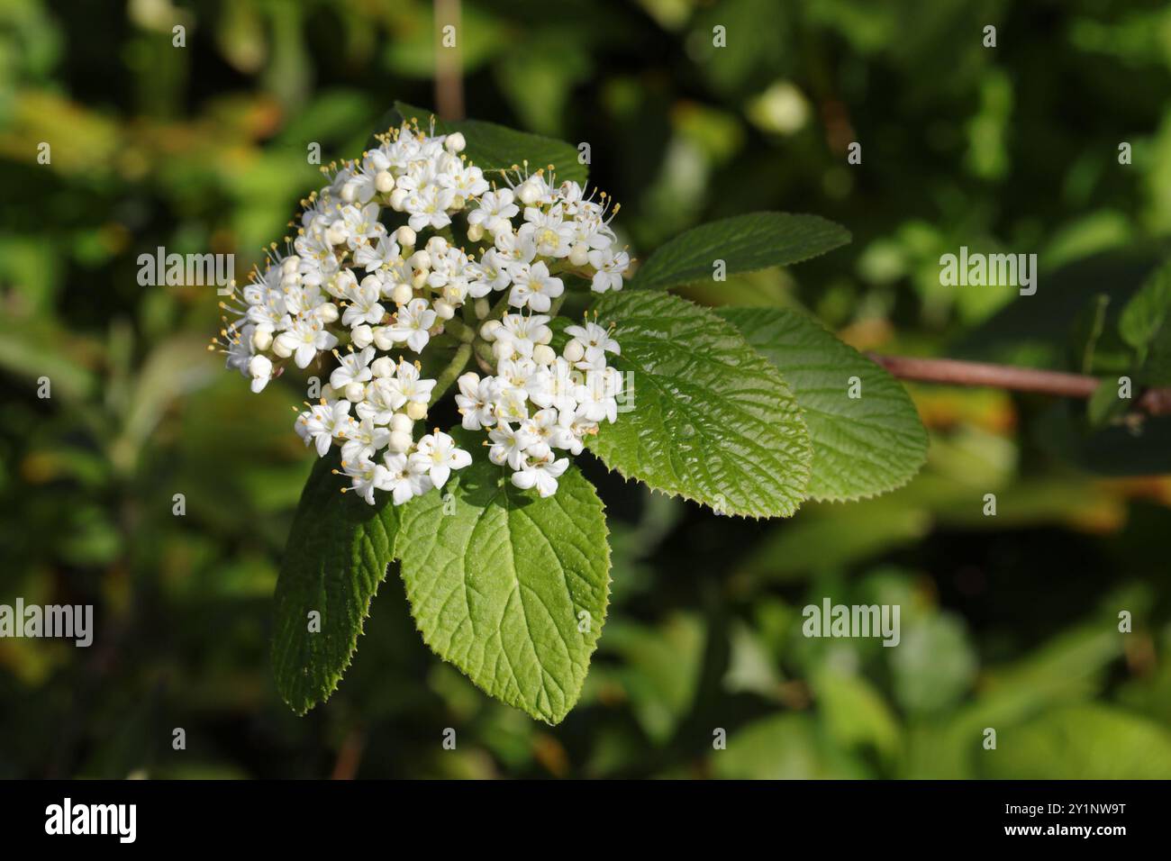 Wayfaring-tree (Viburnum lantana) Plantae Stock Photo - Alamy