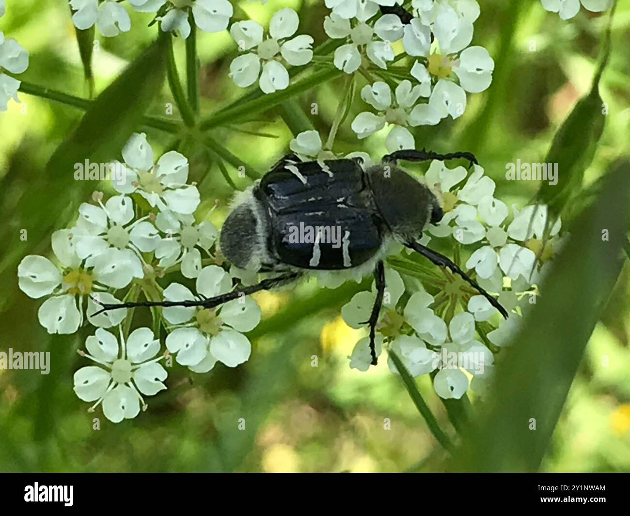 Texas Flower Scarab (Trichiotinus texanus) Insecta Stock Photo - Alamy