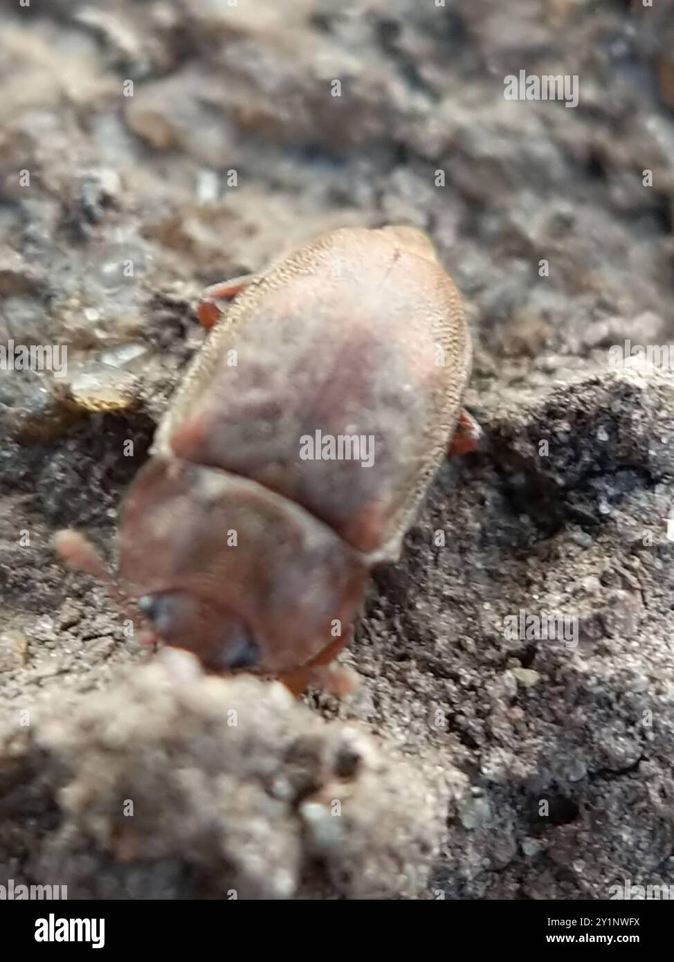 (Epuraea aestiva) Insecta Stock Photo - Alamy
