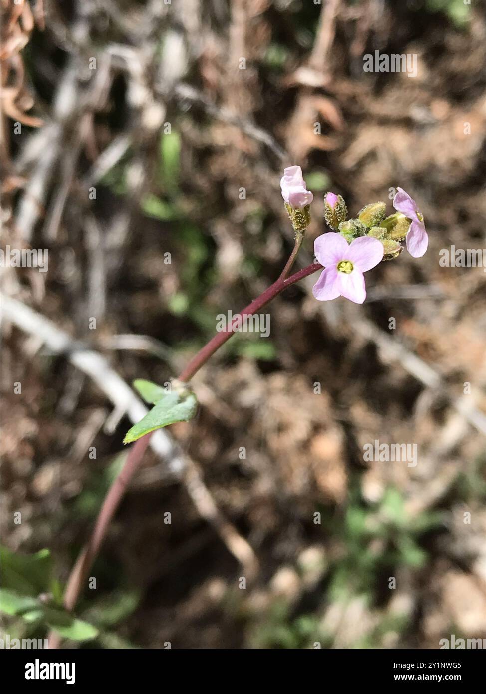 (Boechera quadrangulensis) Plantae Stock Photo - Alamy