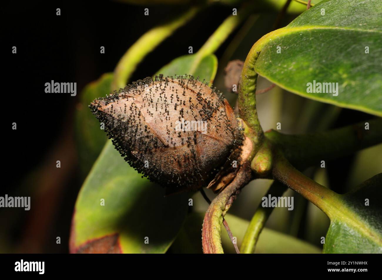 Rhododendron Blight (Seifertia azaleae) Fungi Stock Photo - Alamy