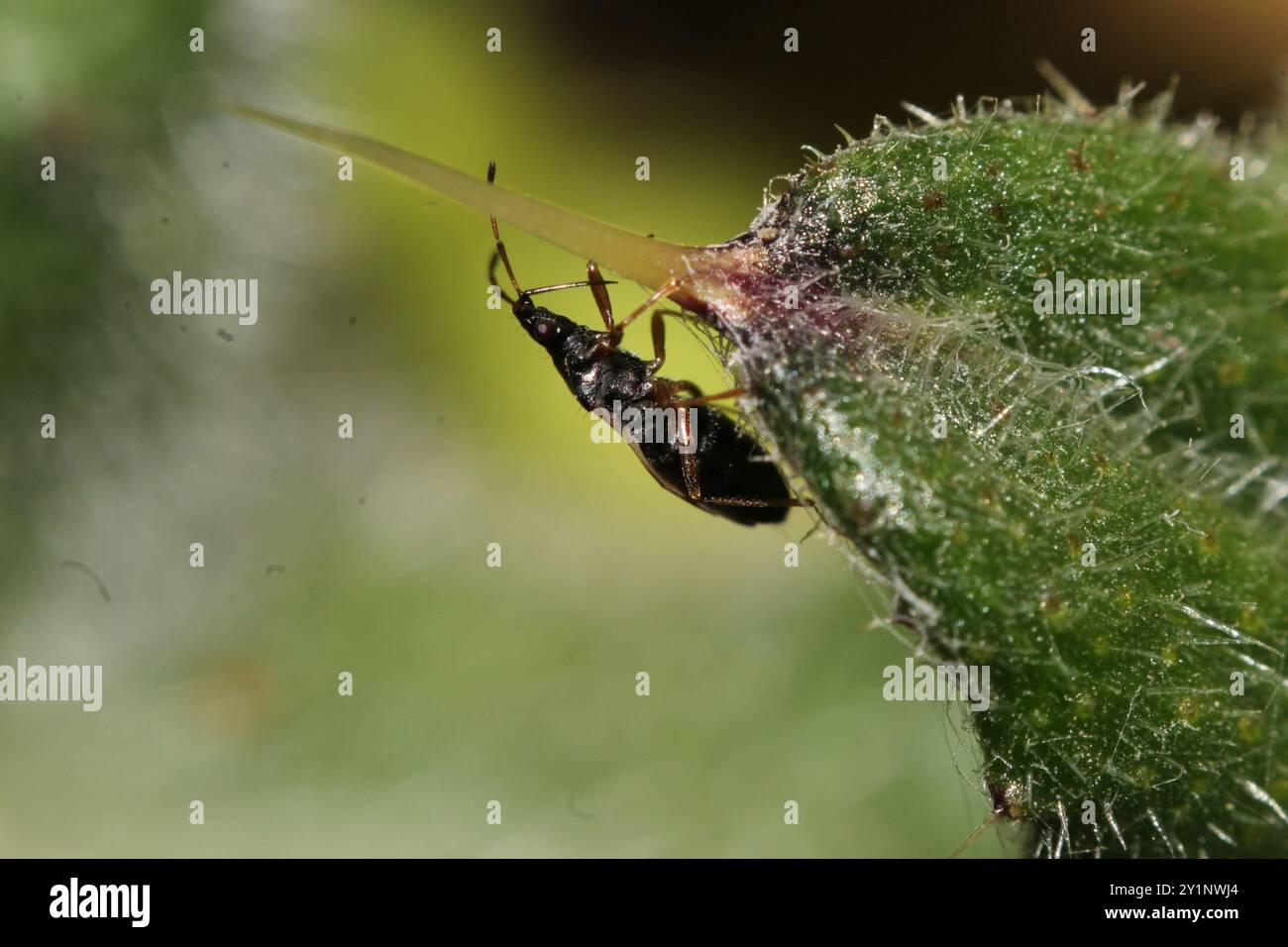 Minute pirate bugs (Anthocoridae) Insecta Stock Photo - Alamy