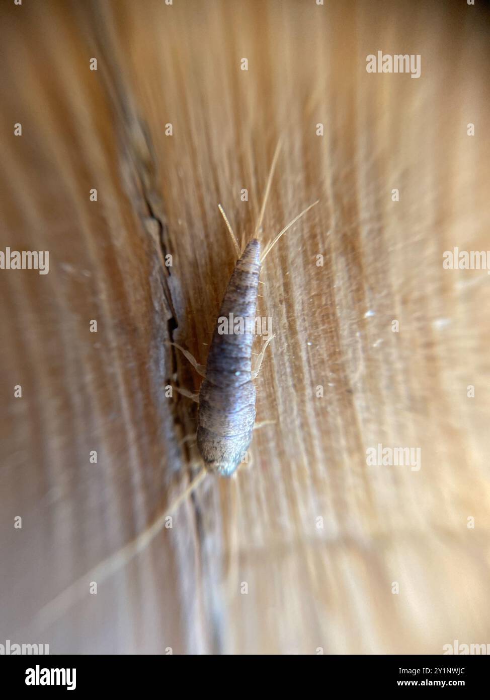 Common Silverfish (Lepisma saccharinum) Insecta Stock Photo - Alamy