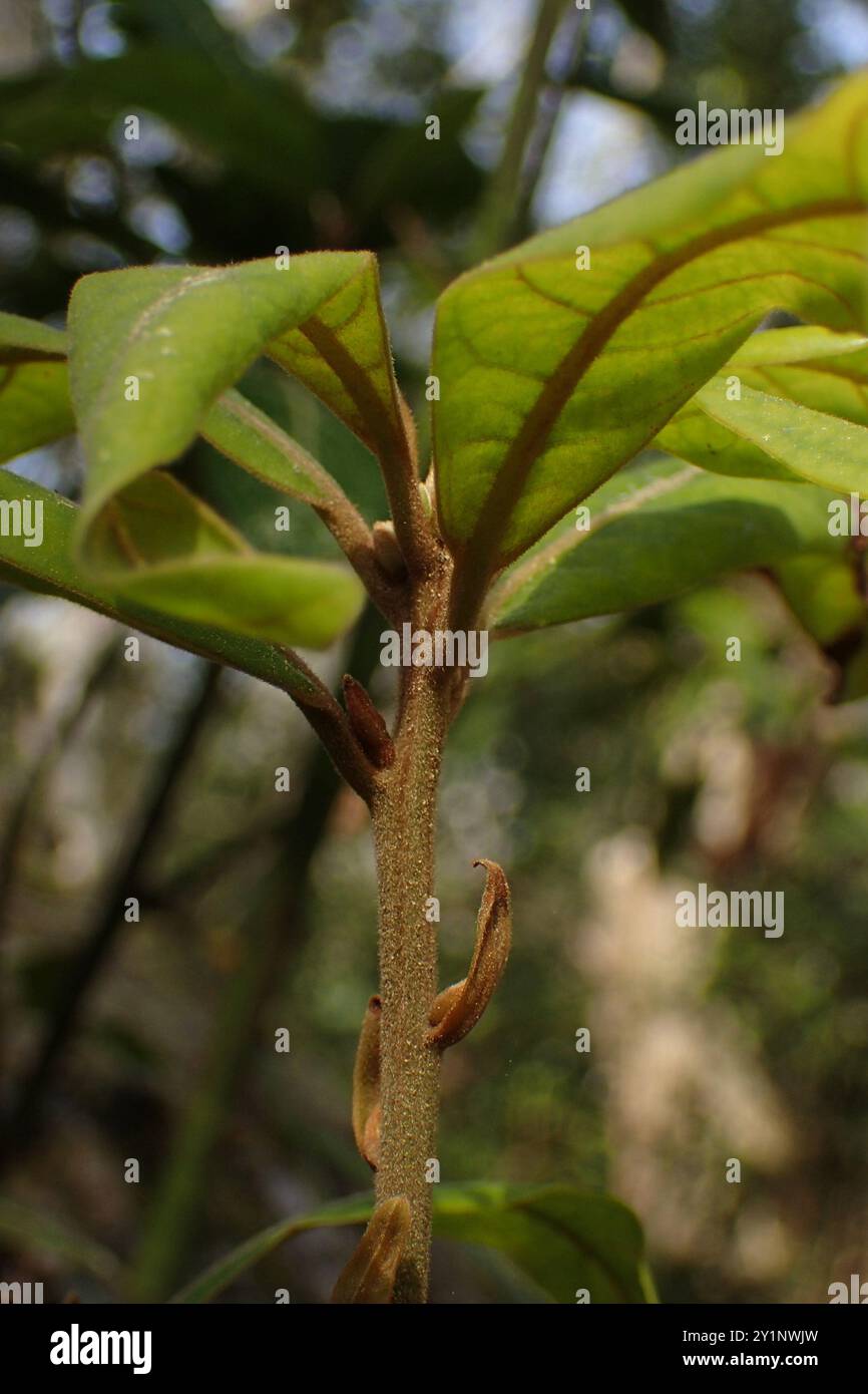 Swamp Bay (Persea palustris) Plantae Stock Photo - Alamy