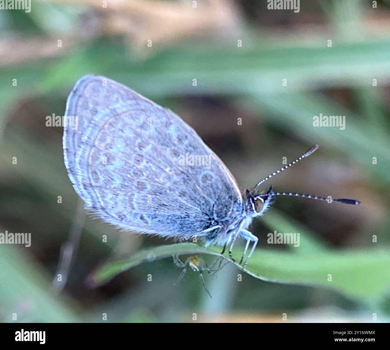 Common Grass-blue (Zizina otis labradus) Insecta Stock Photo - Alamy