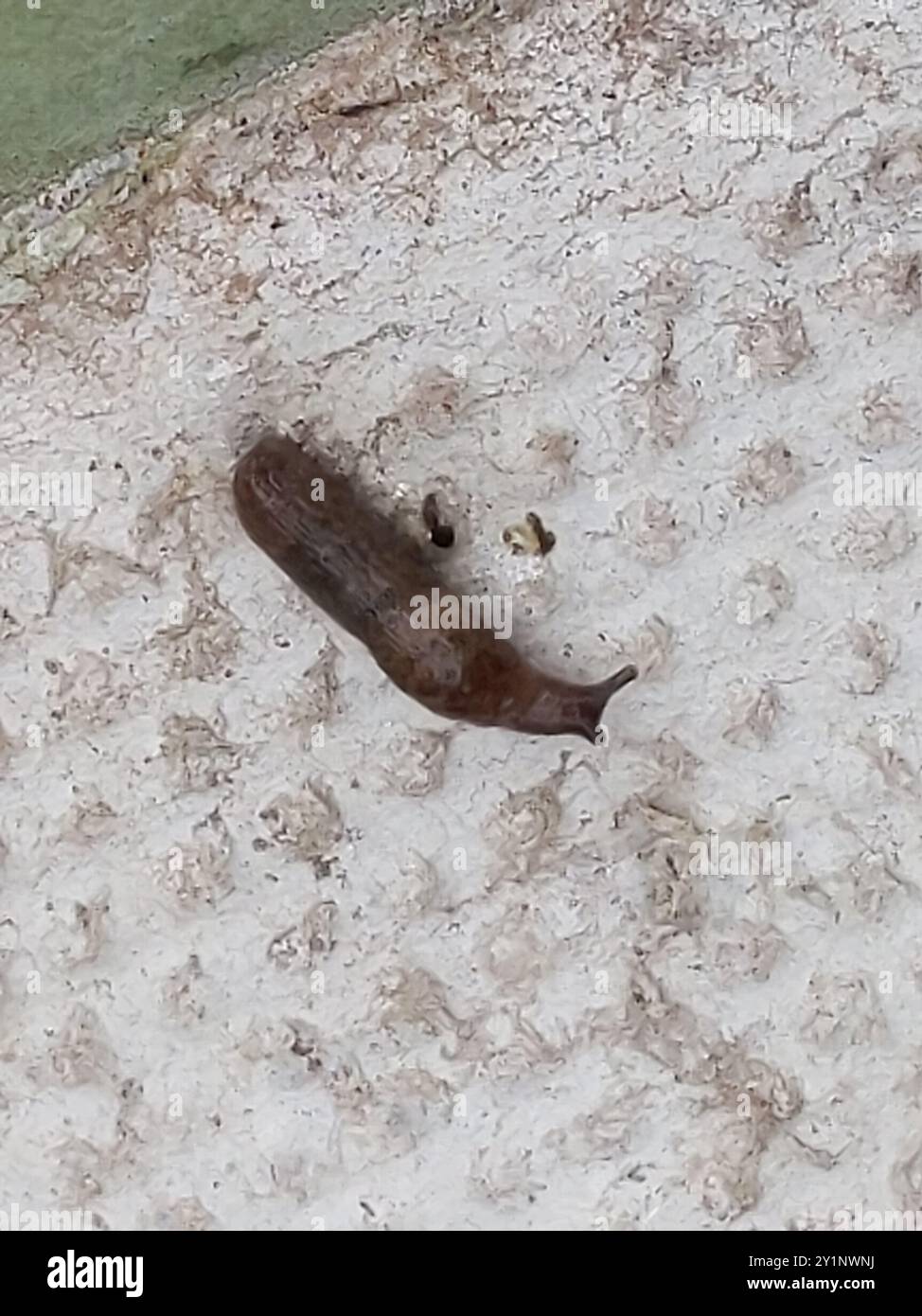 Milky Slug (Deroceras reticulatum) Mollusca Stock Photo - Alamy