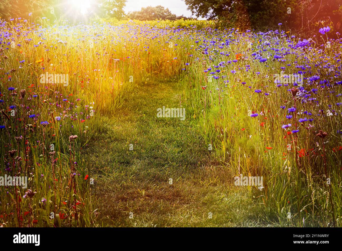 path through wildflower meadow with sun glow Stock Photo - Alamy