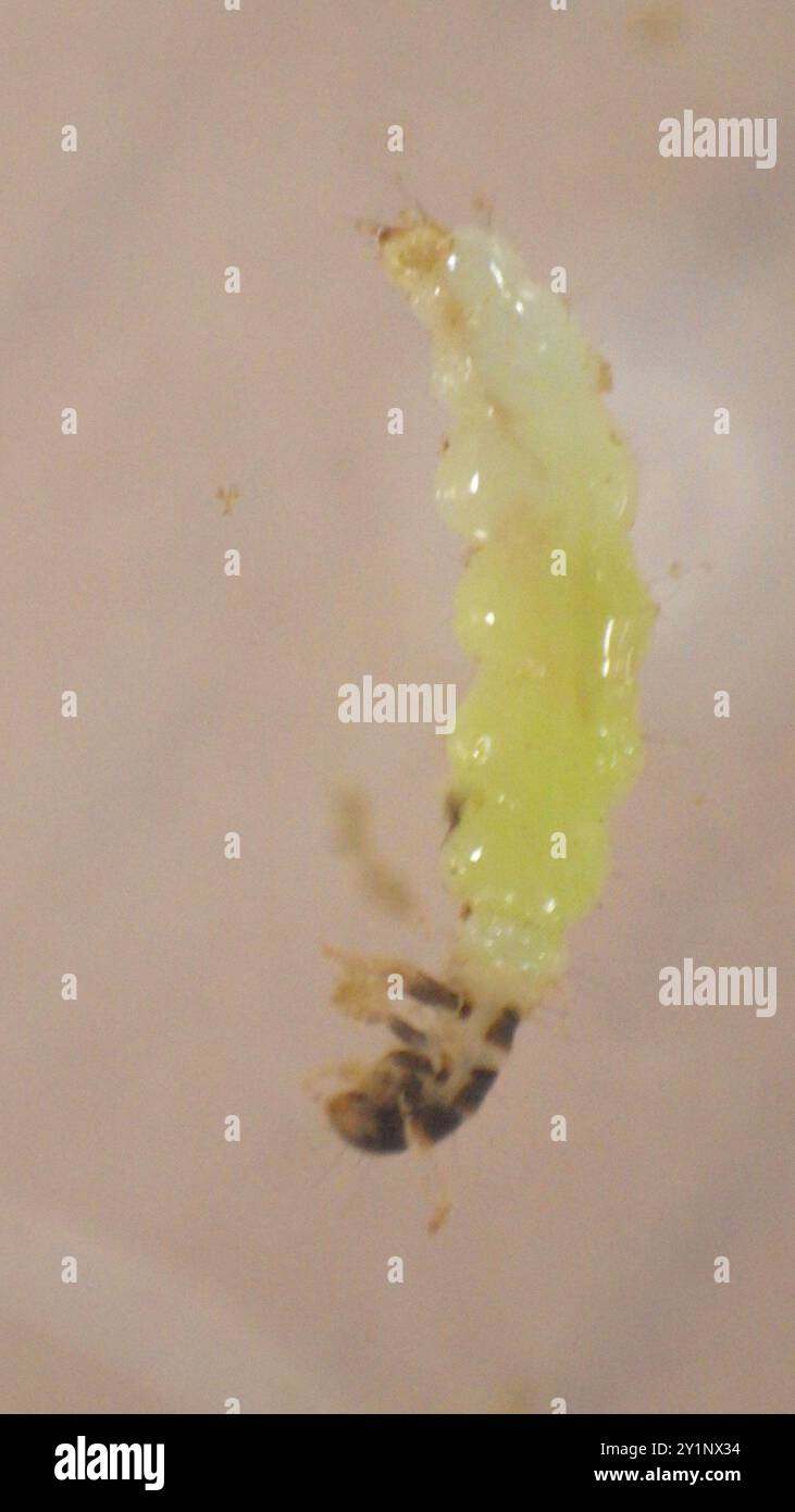 Microcaddisflies (Hydroptilidae) Insecta Stock Photo - Alamy