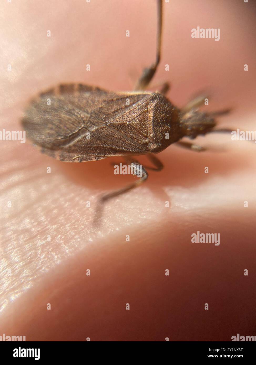 Slender-horned Leatherbug (Ceraleptus lividus) Insecta Stock Photo - Alamy