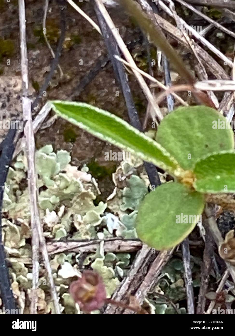elliptical rushfoil (Croton michauxii ellipticus) Plantae Stock Photo ...