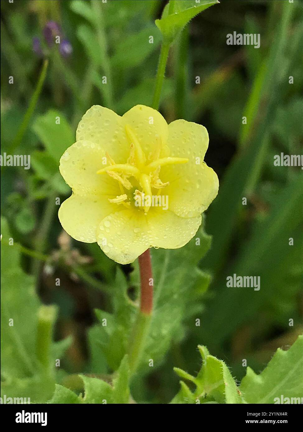 cutleaf evening primrose (Oenothera laciniata) Plantae Stock Photo - Alamy