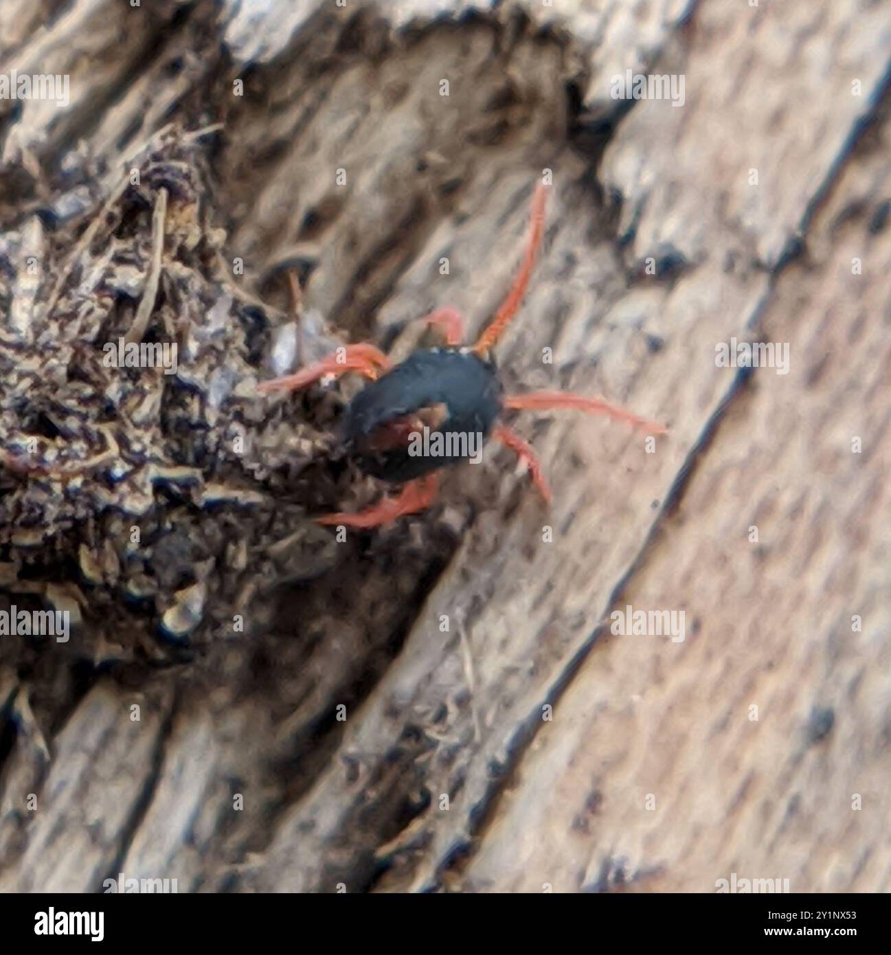 Blue Oat Mite (Penthaleus major) Arachnida Stock Photo - Alamy