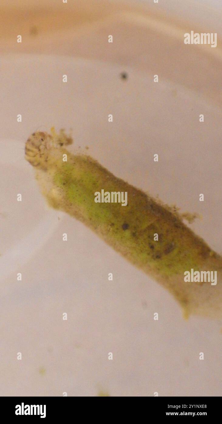 Microcaddisflies (Hydroptilidae) Insecta Stock Photo - Alamy