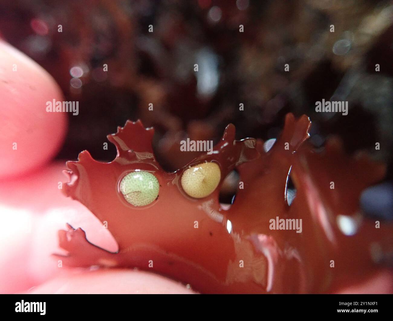 Northern Lacuna (Lacuna vincta) Mollusca Stock Photo - Alamy