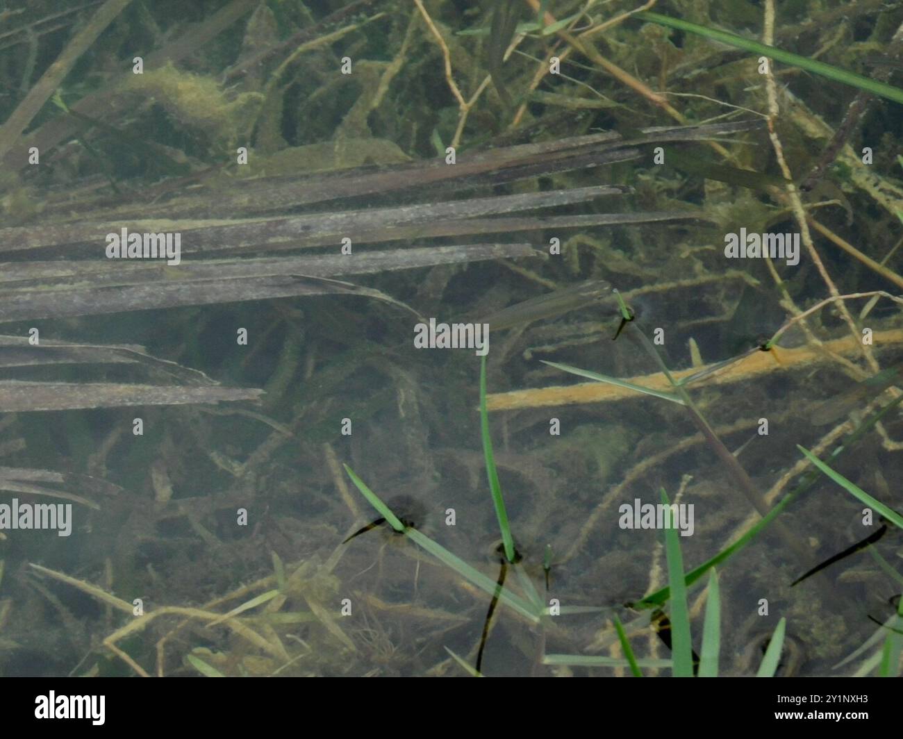 Typical Killifishes (Fundulus) Actinopterygii Stock Photo - Alamy