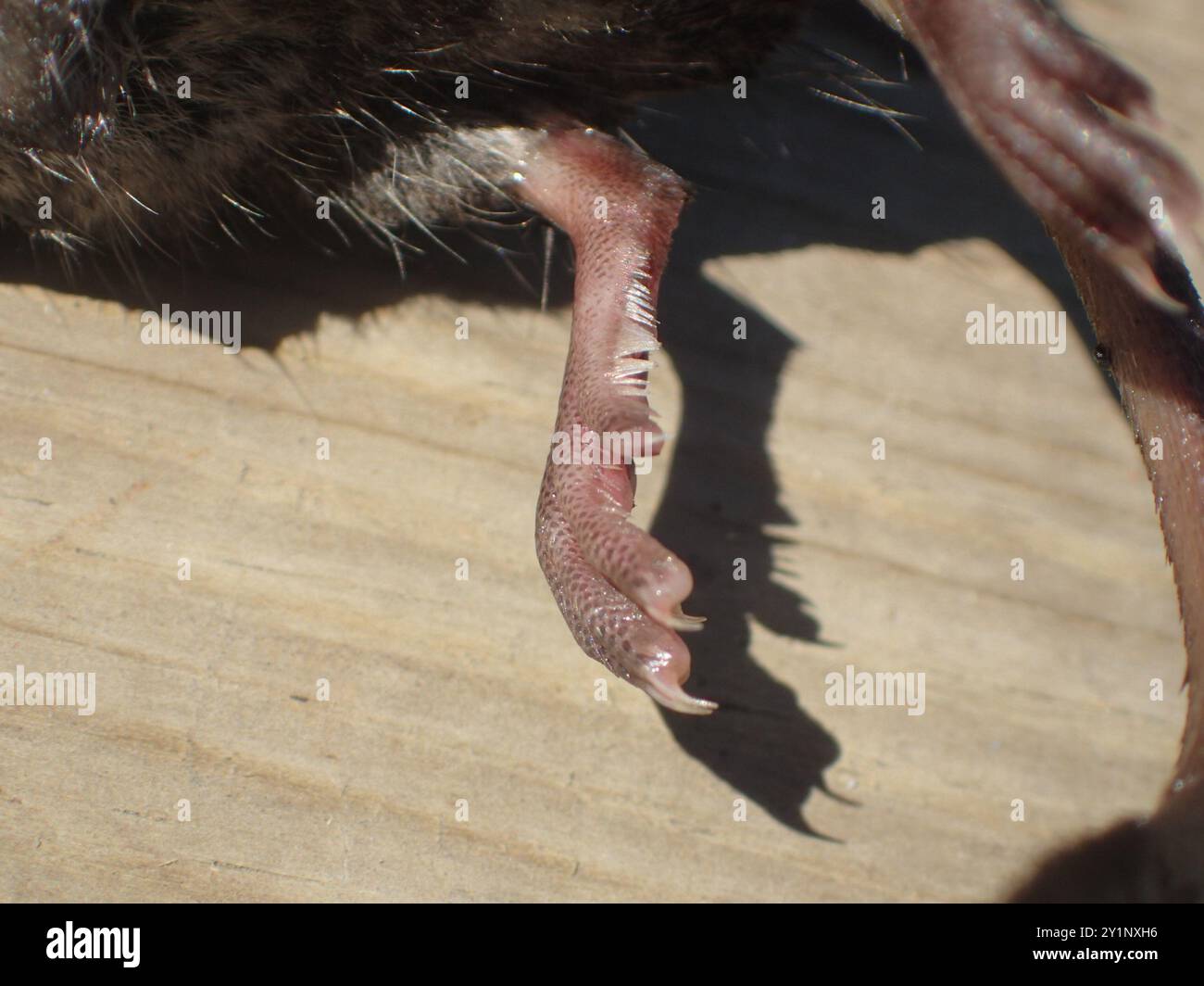 Northern Water Shrew (Sorex palustris) Mammalia Stock Photo - Alamy