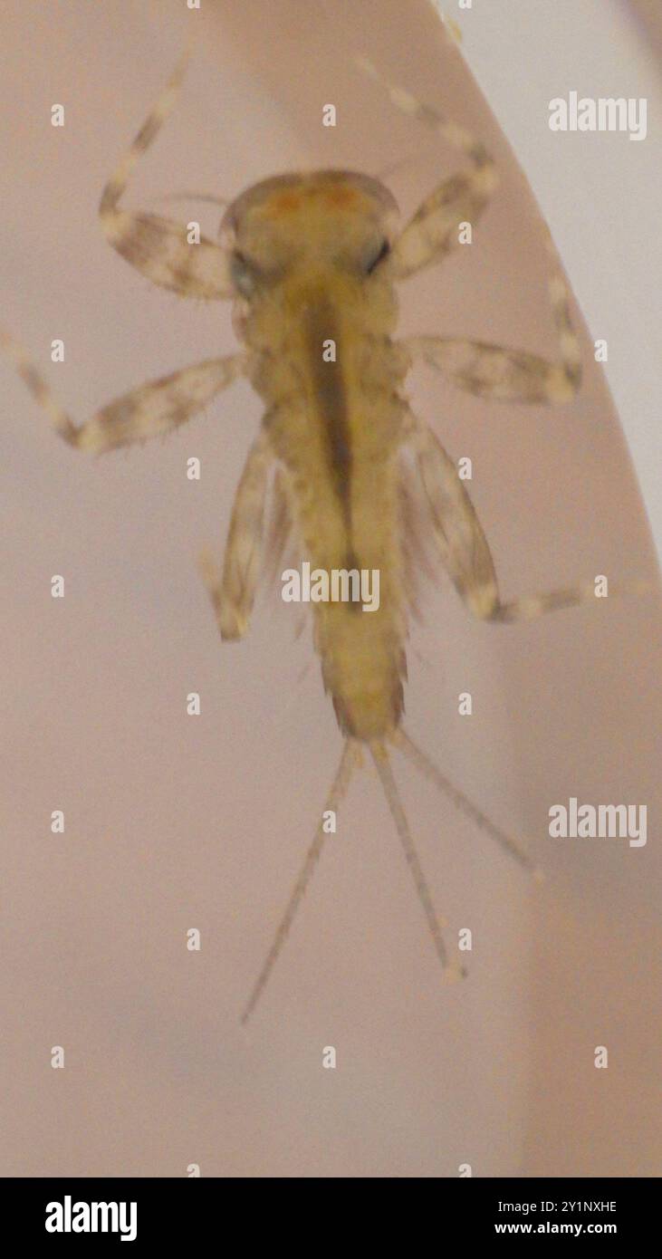 Light Cahills (Stenacron) Insecta Stock Photo - Alamy