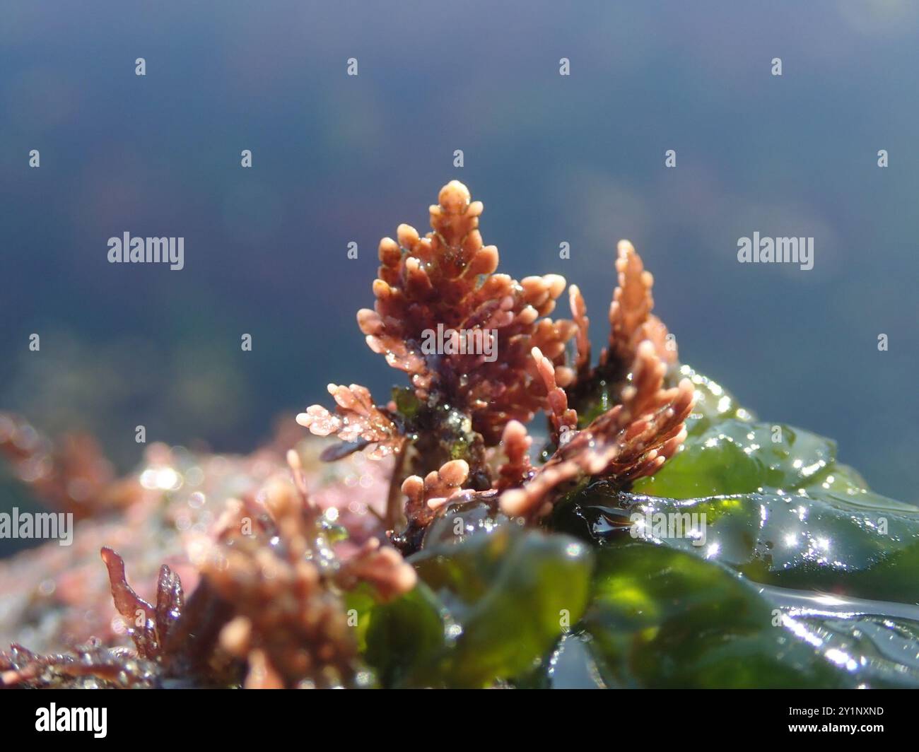 coralline algae (Corallinaceae) Plantae Stock Photo - Alamy