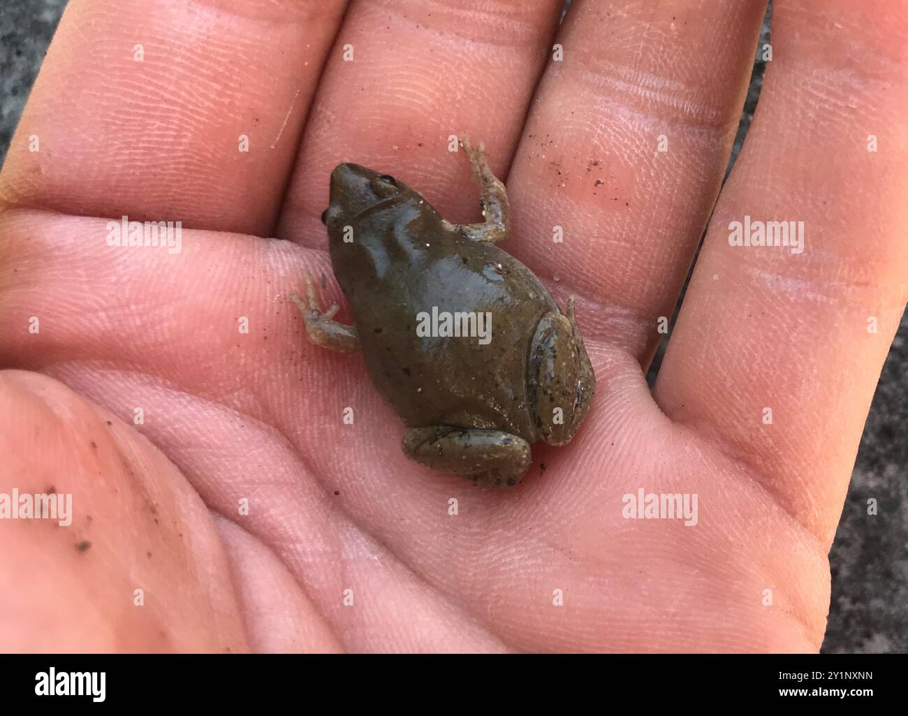 Western Narrow-mouthed Toad (Gastrophryne olivacea) Amphibia Stock ...