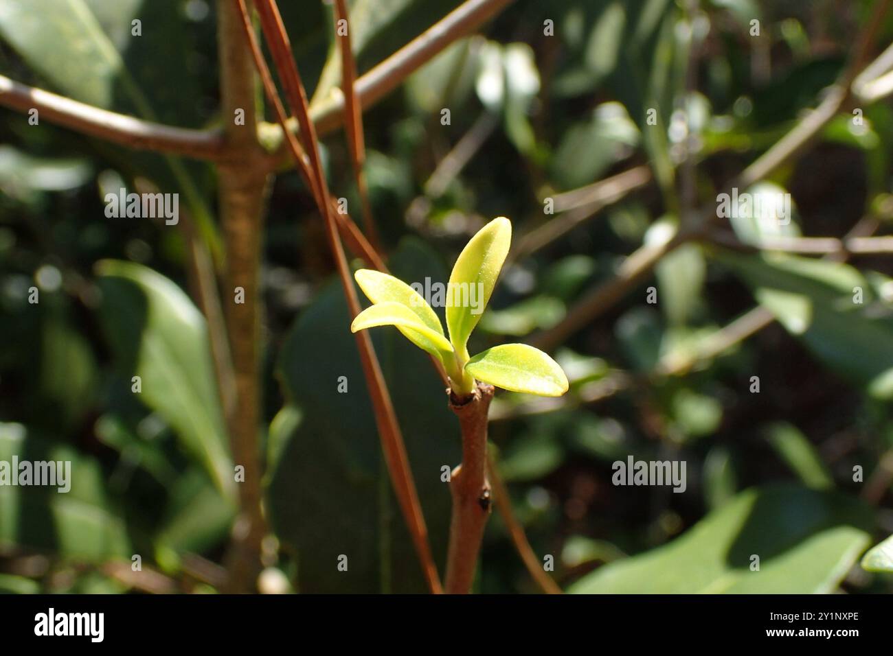 American olive (Cartrema americana) Plantae Stock Photo - Alamy