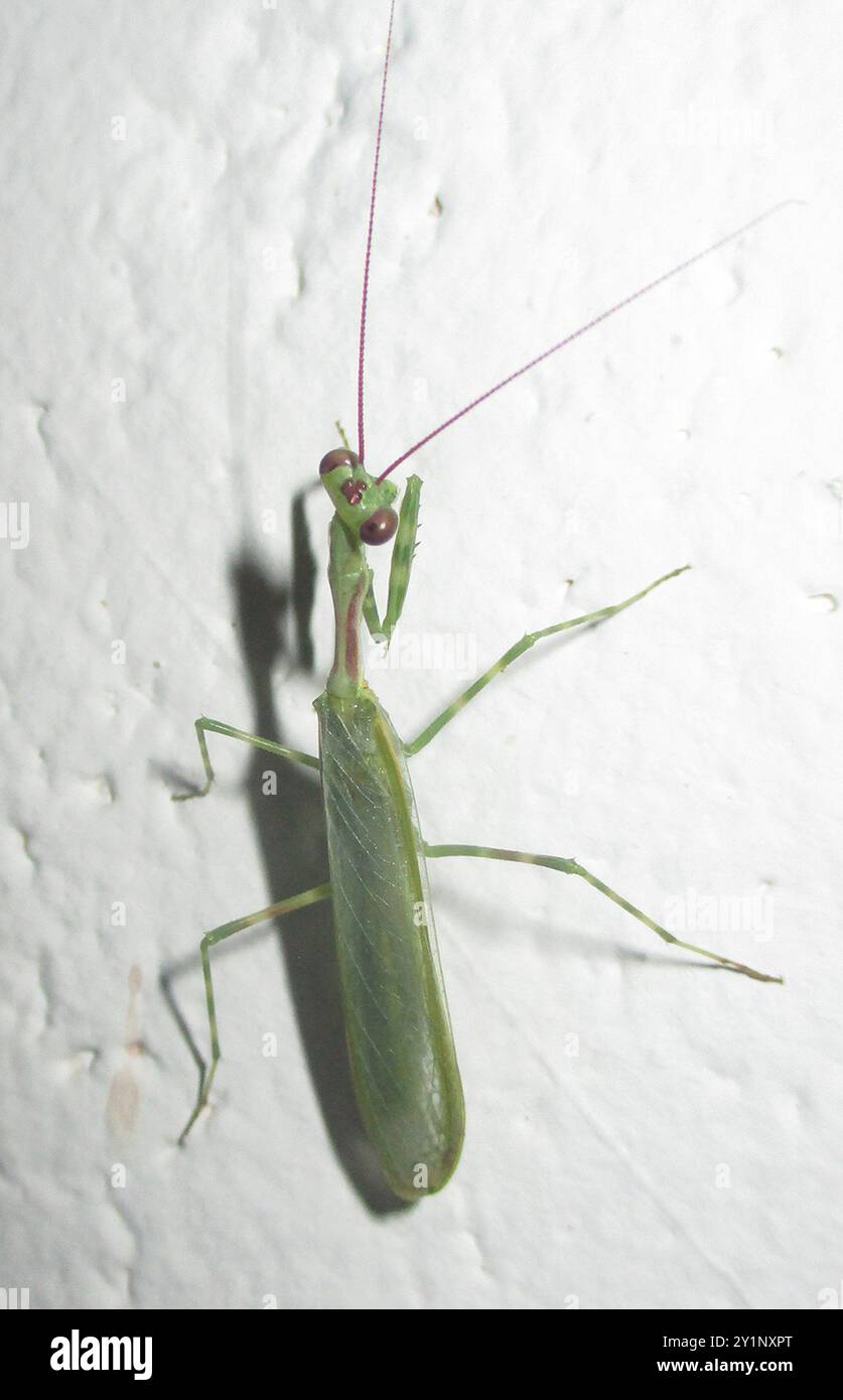 (Miomantis binotata) Insecta Stock Photo - Alamy