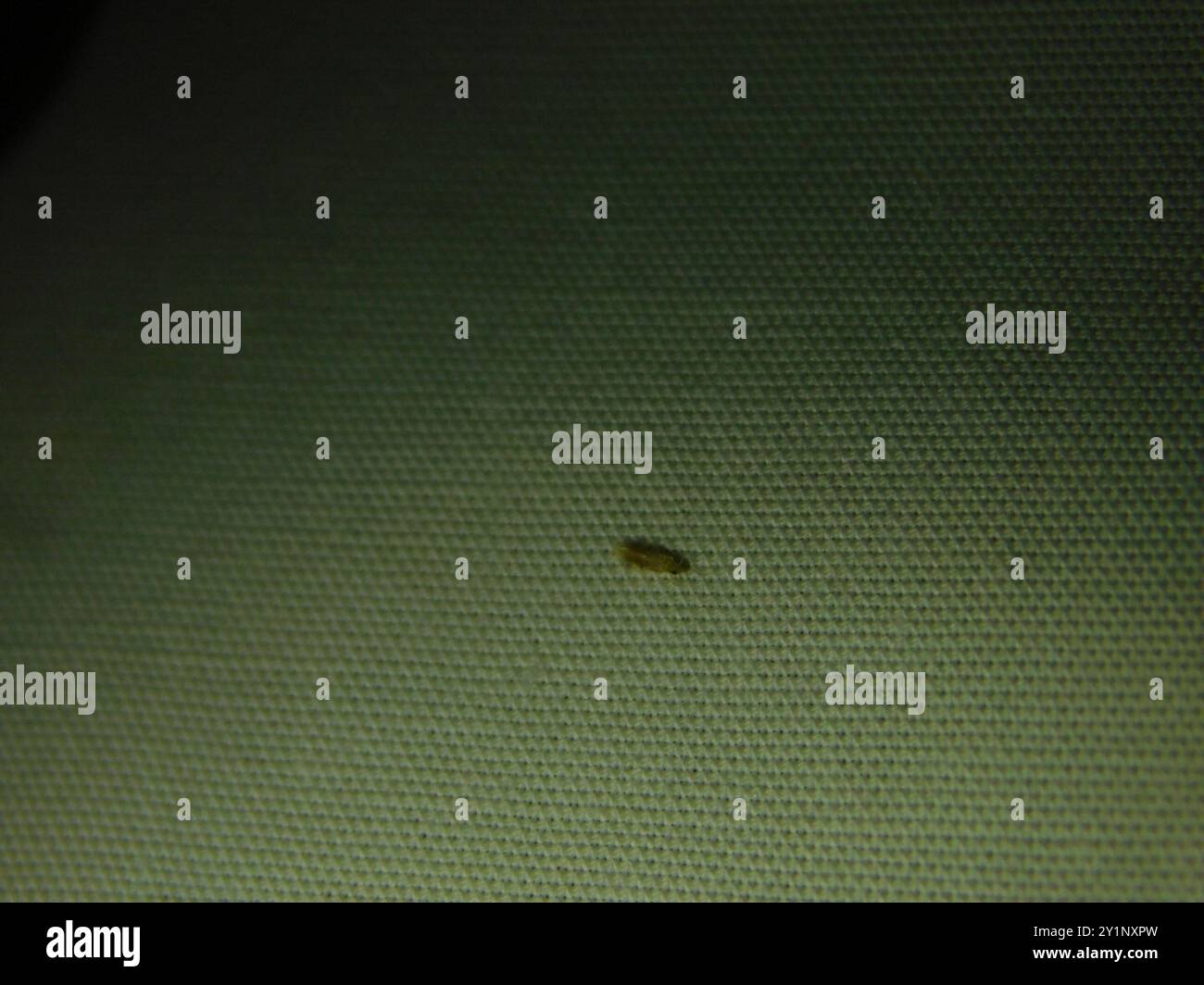 Microcaddisflies (Hydroptilidae) Insecta Stock Photo - Alamy