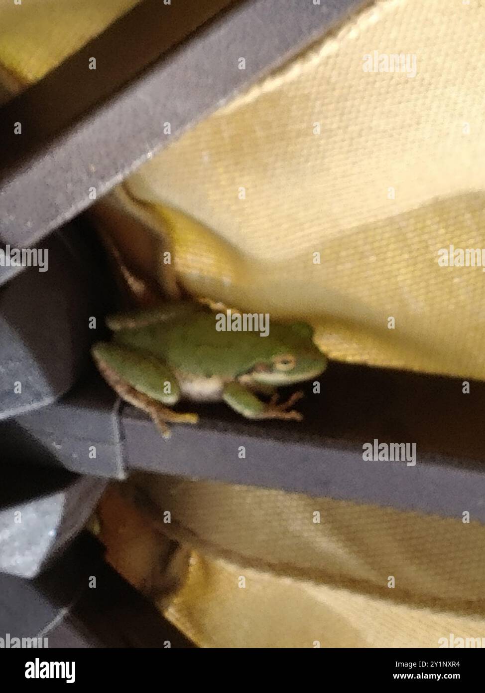 Holarctic Treefrogs (Hyla) Amphibia Stock Photo - Alamy