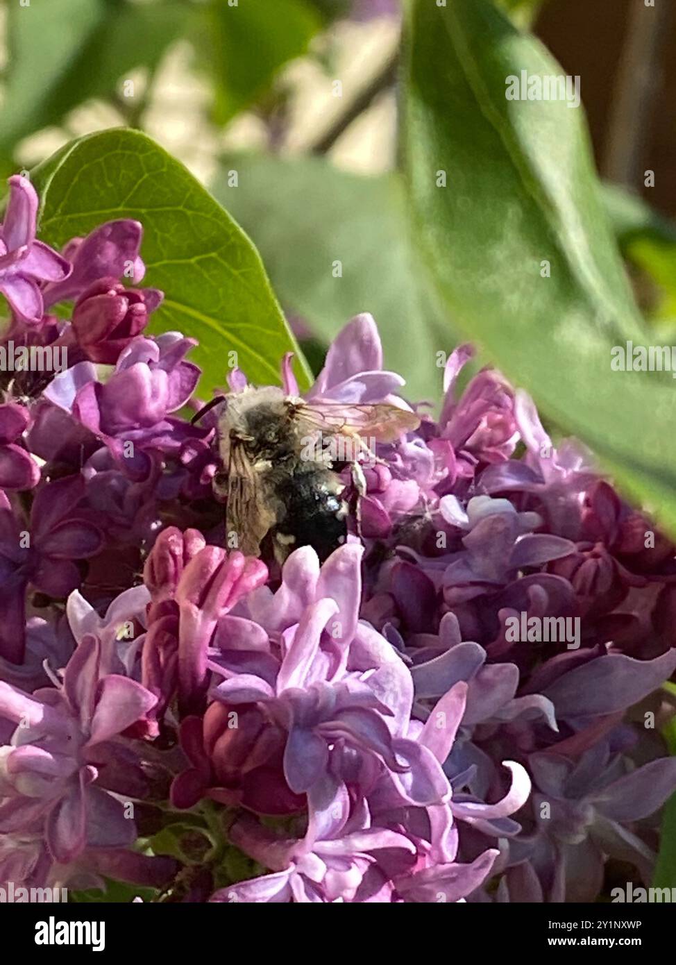 Common Mourning Bee (Melecta albifrons) Insecta Stock Photo - Alamy