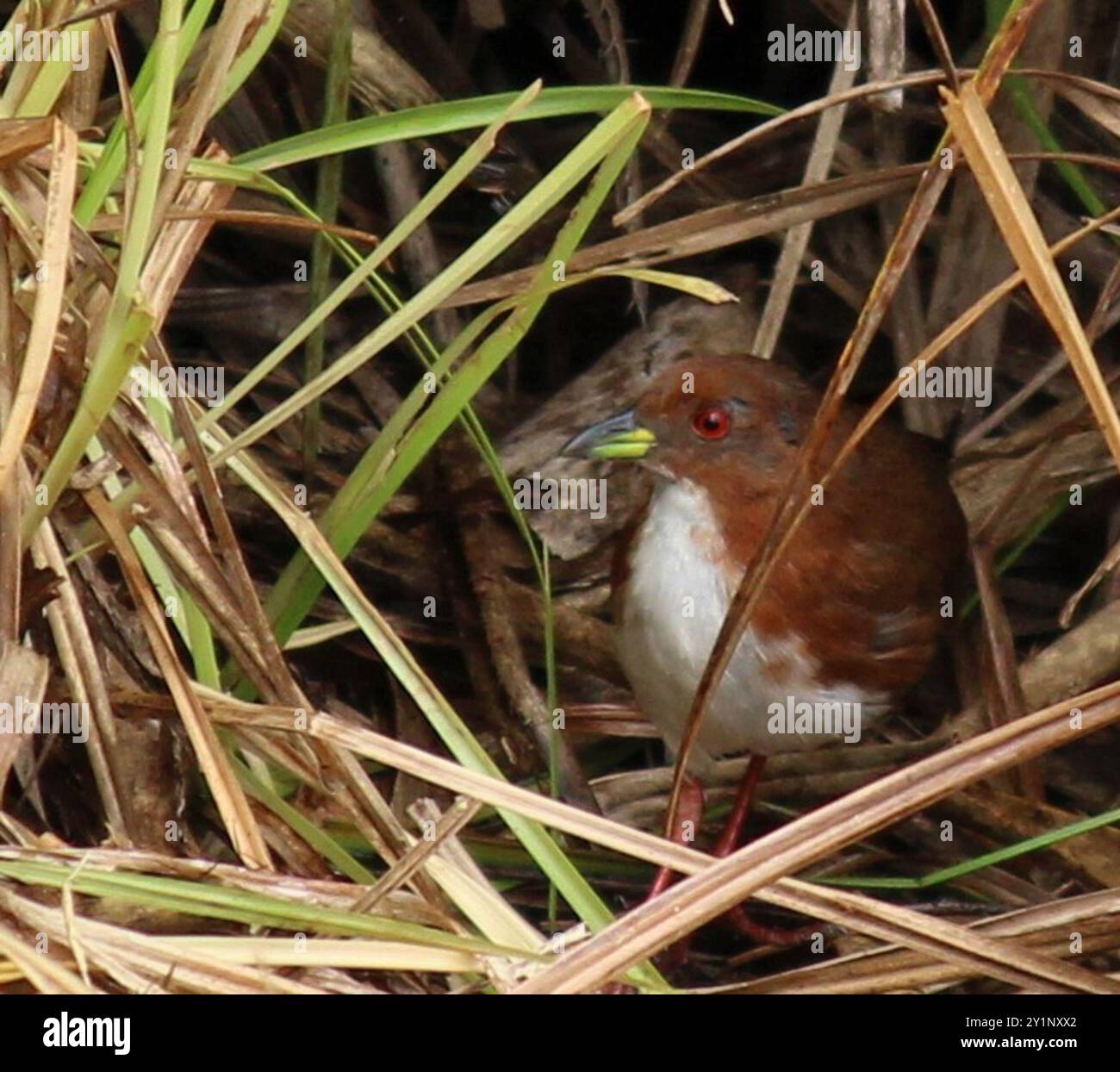 Red-and-white Crake (Laterallus leucopyrrhus) Aves Stock Photo - Alamy