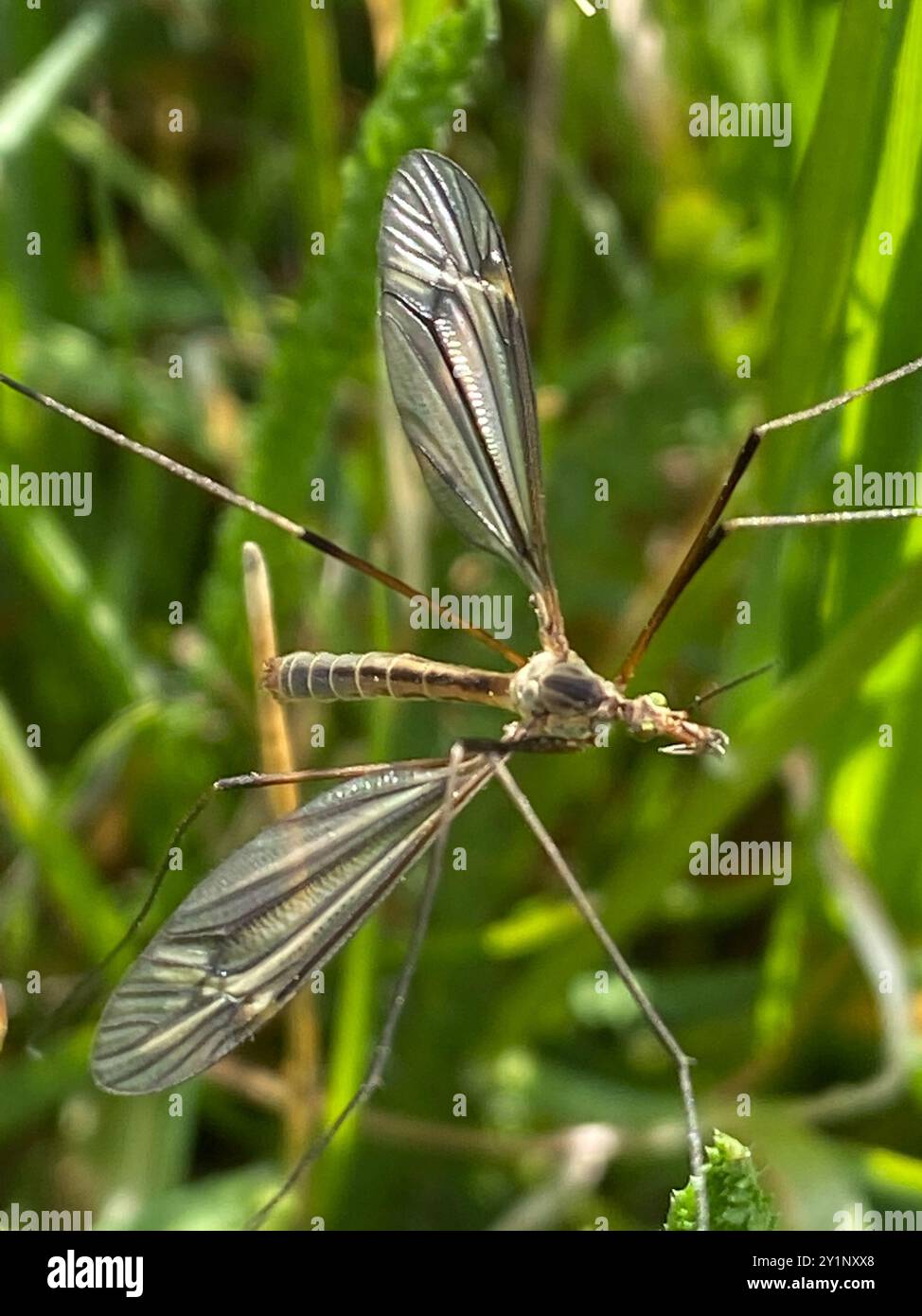 Large Crane Flies (Tipulidae) Insecta Stock Photo - Alamy