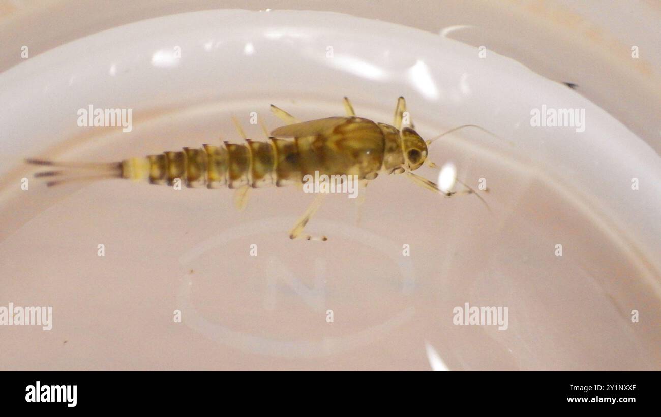 Small Mayflies (Baetidae) Insecta Stock Photo - Alamy