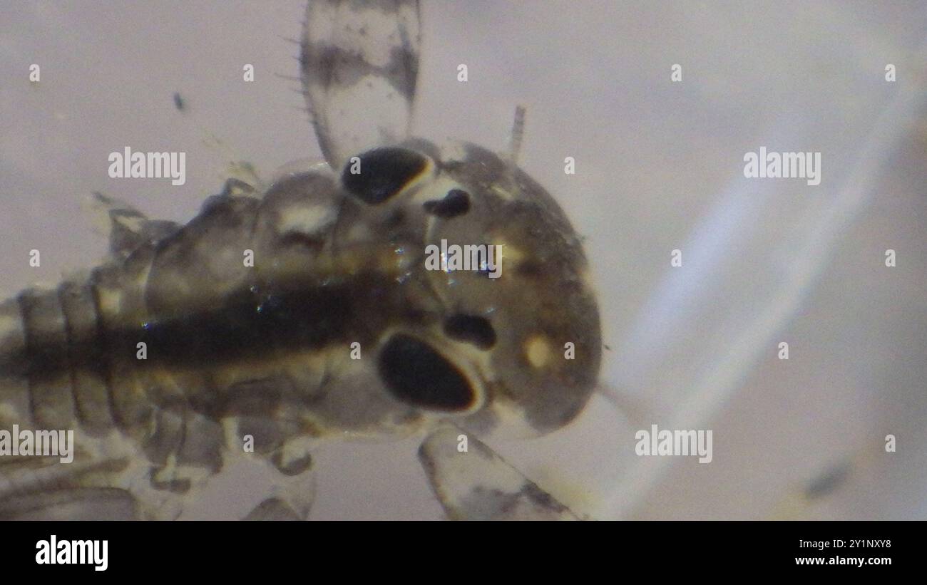 Light Cahills (Stenacron) Insecta Stock Photo - Alamy