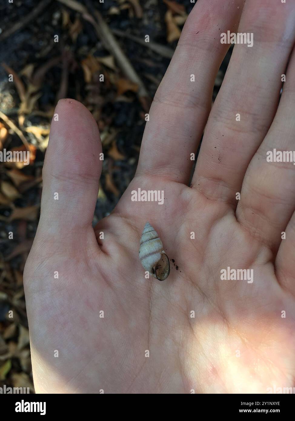 West Indian Bulimulus (Bulimulus guadalupensis) Mollusca Stock Photo ...