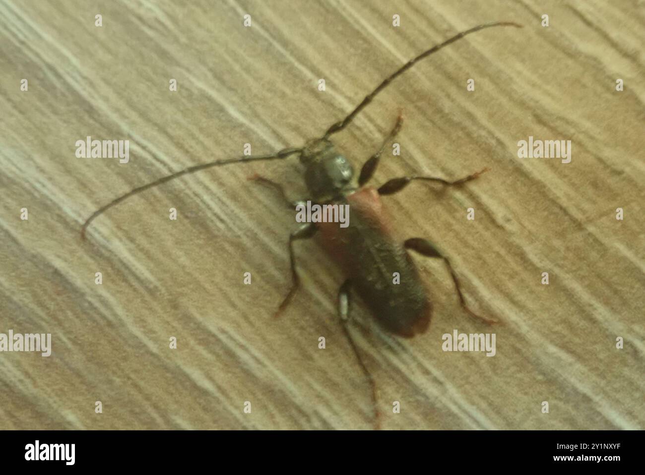 Japanese Cedar Longhorned Beetle (Callidiellum rufipenne) Insecta Stock ...