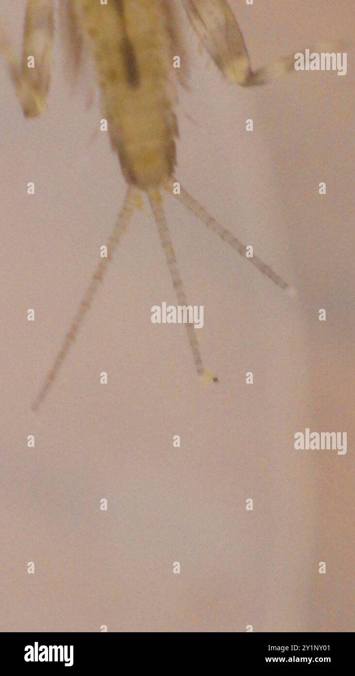 Light Cahills (Stenacron) Insecta Stock Photo - Alamy