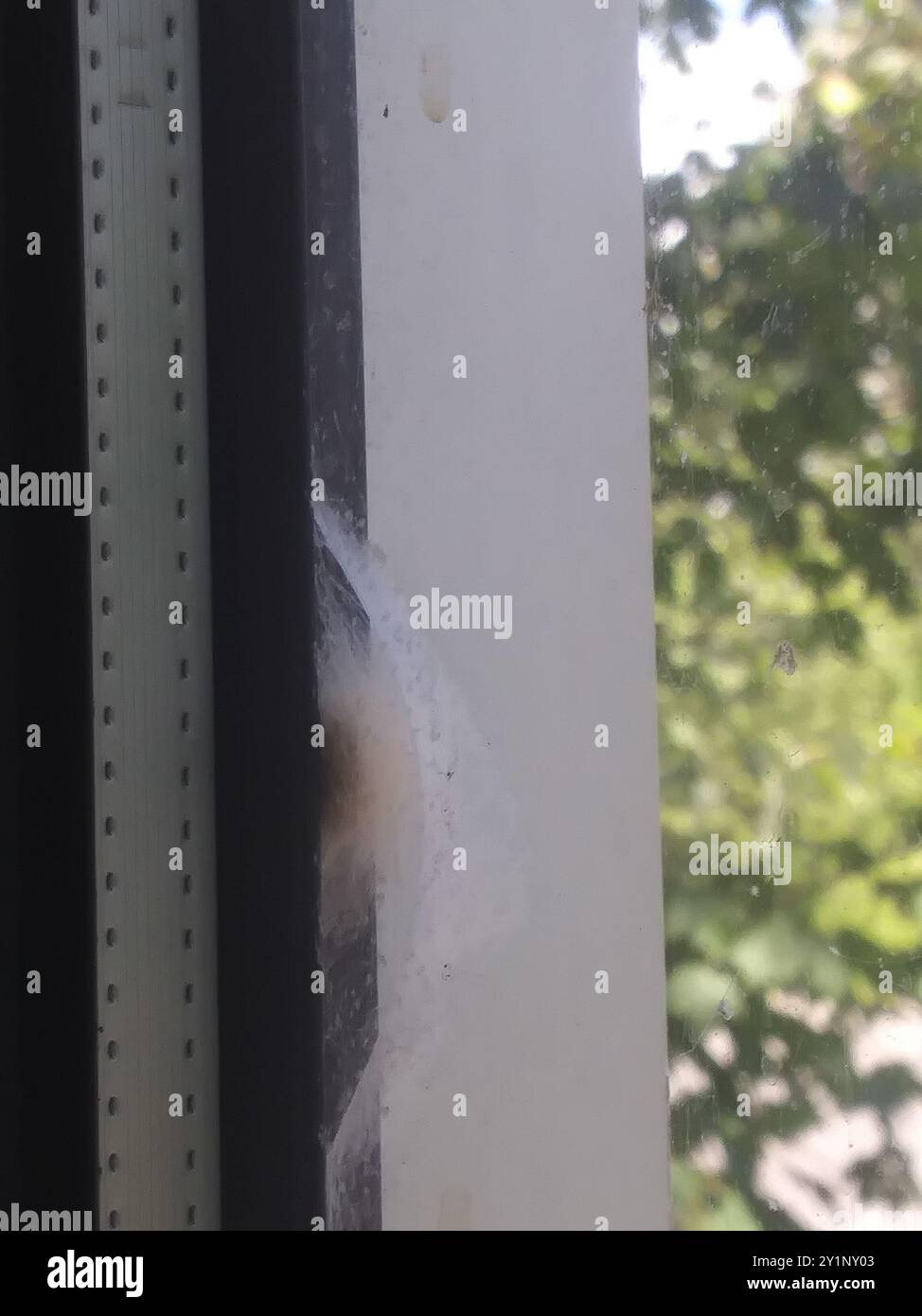 Grey Cross Spider (Larinioides sclopetarius) Arachnida Stock Photo - Alamy