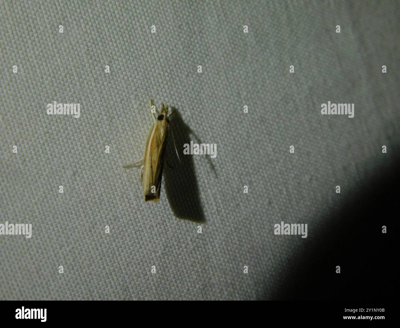 Carpet-grass Webworm Moth (Fissicrambus haytiellus) Insecta Stock Photo ...