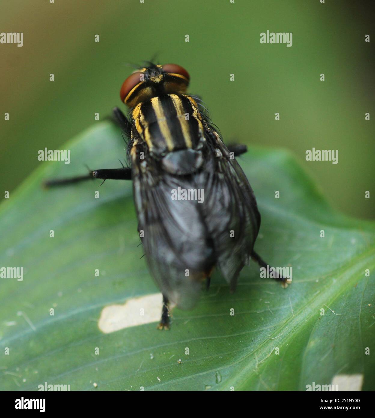 Typical Flesh Flies (Sarcophaginae) Insecta Stock Photo - Alamy