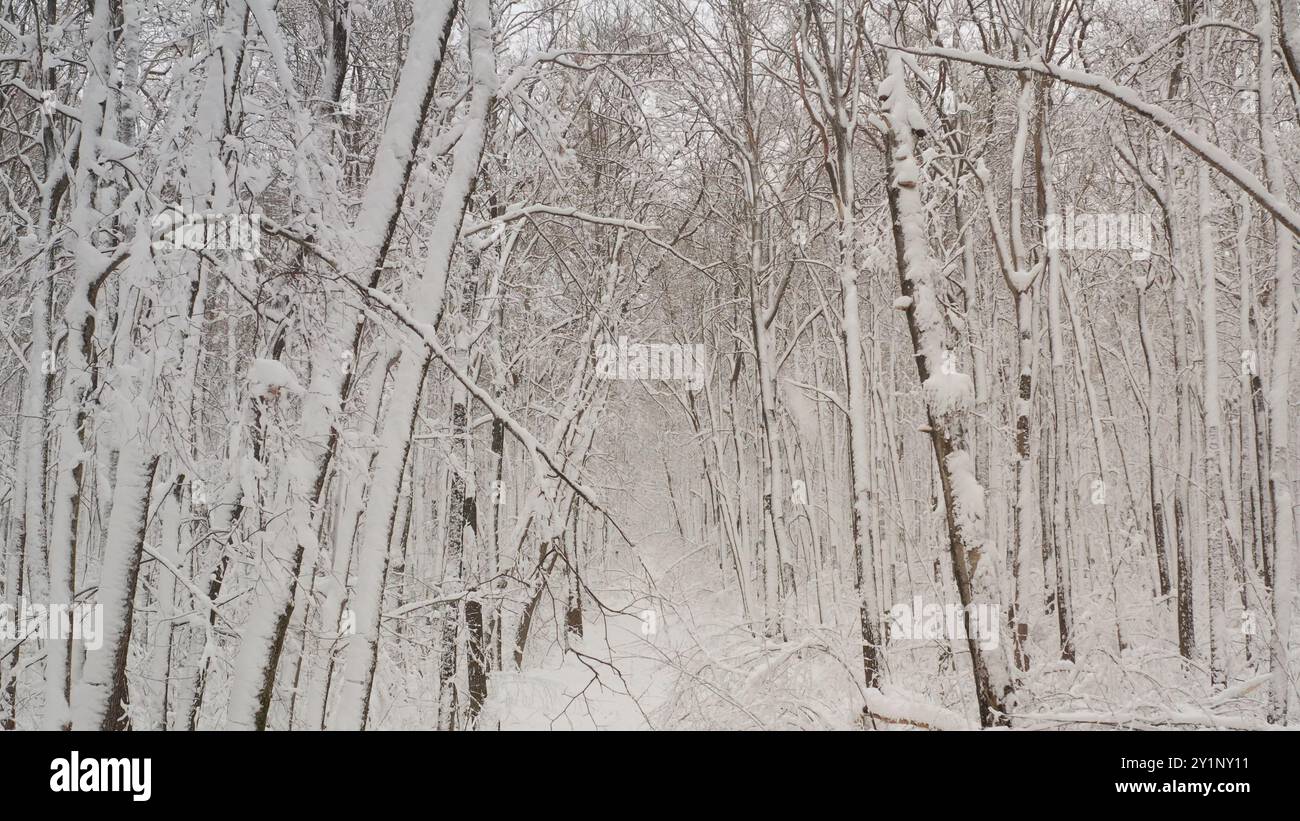 Snow covered path winding through trees in a forest Stock Photo - Alamy