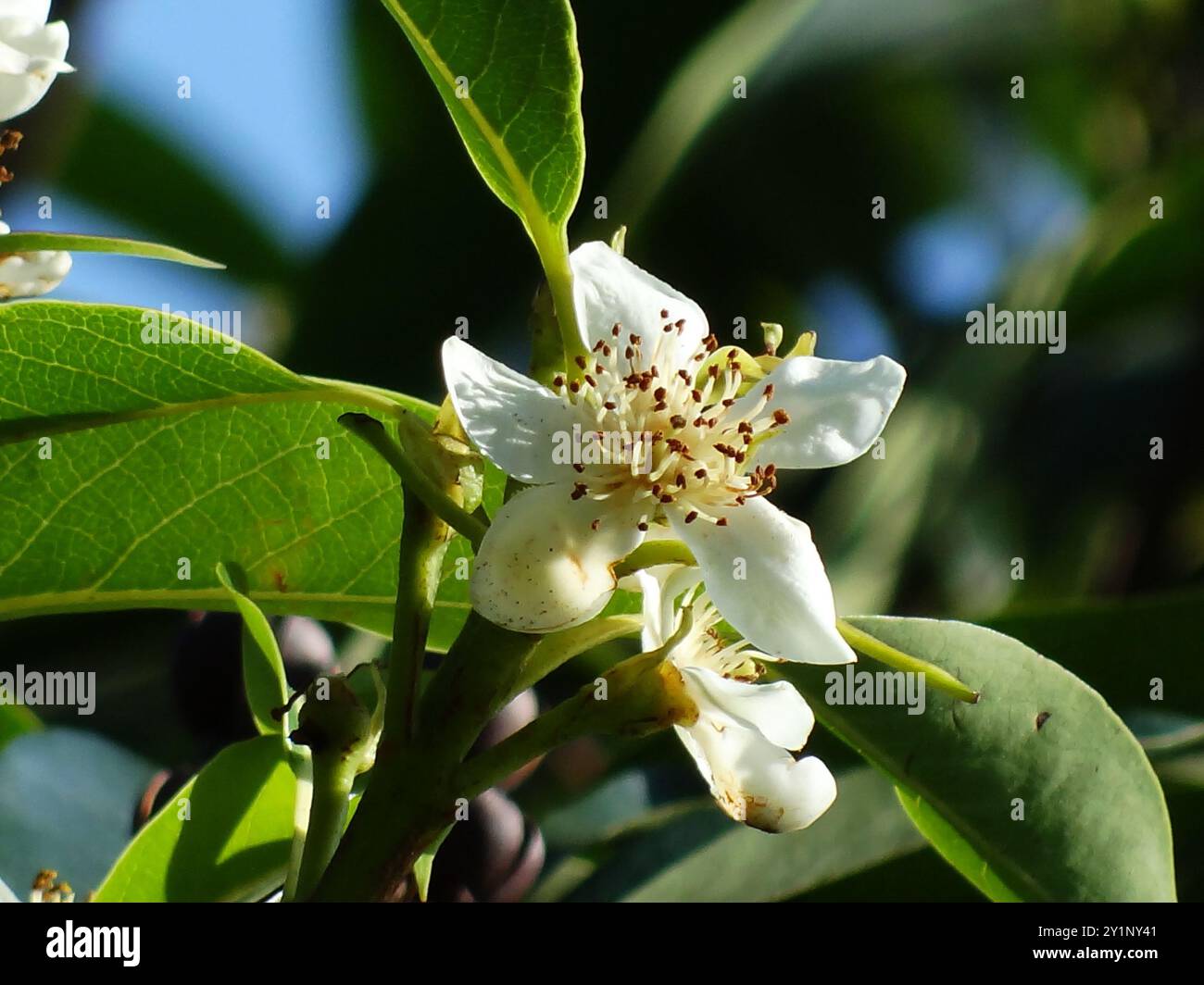 Schima superba hi-res stock photography and images - Alamy
