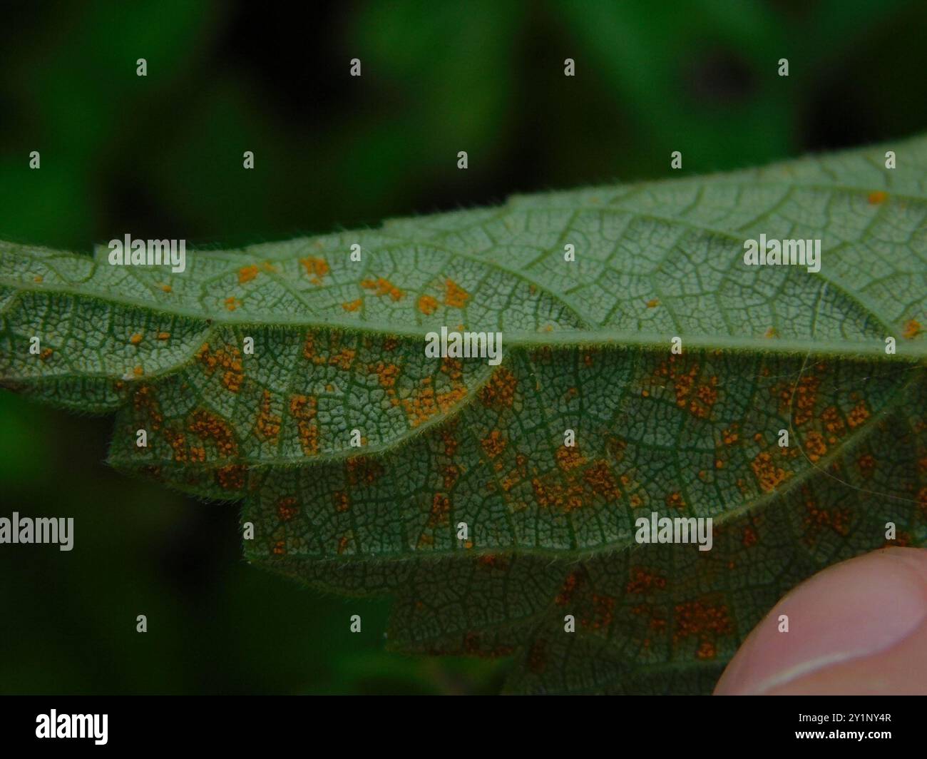 rust fungi (Pucciniales) Fungi Stock Photo - Alamy