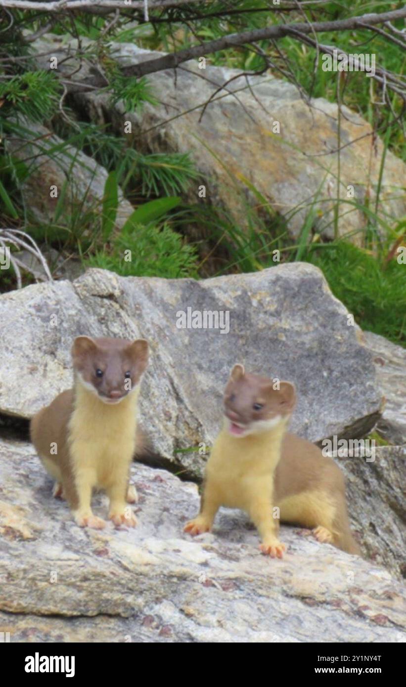 Long-tailed Weasel (Neogale frenata) Mammalia Stock Photo - Alamy