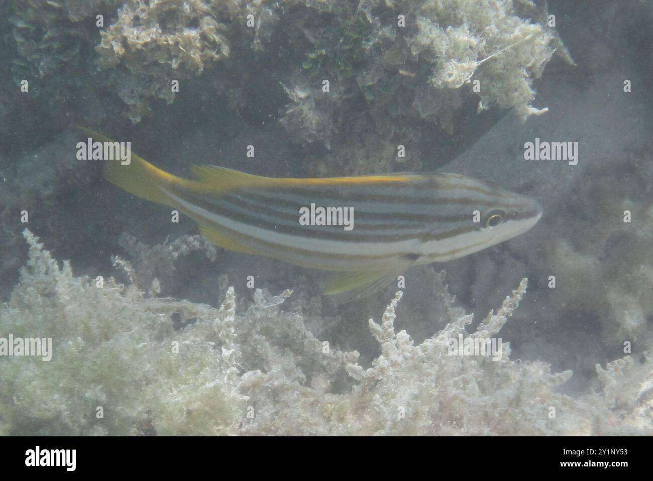 Spanish Flag Snapper (Lutjanus carponotatus) Actinopterygii Stock Photo ...