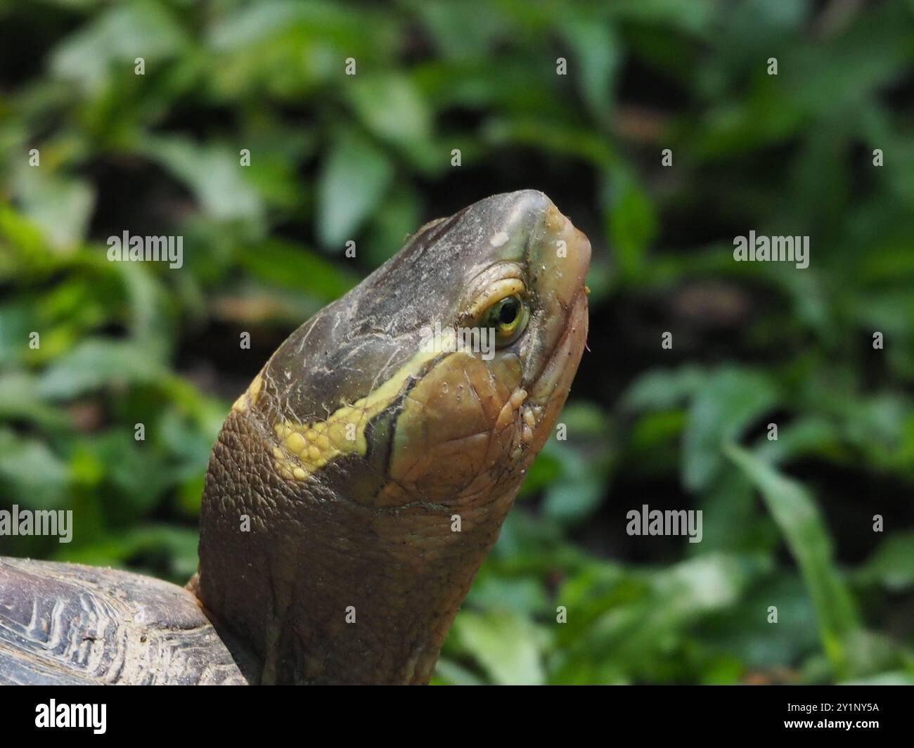 Chinese Box Turtle (Cuora flavomarginata) Reptilia Stock Photo - Alamy