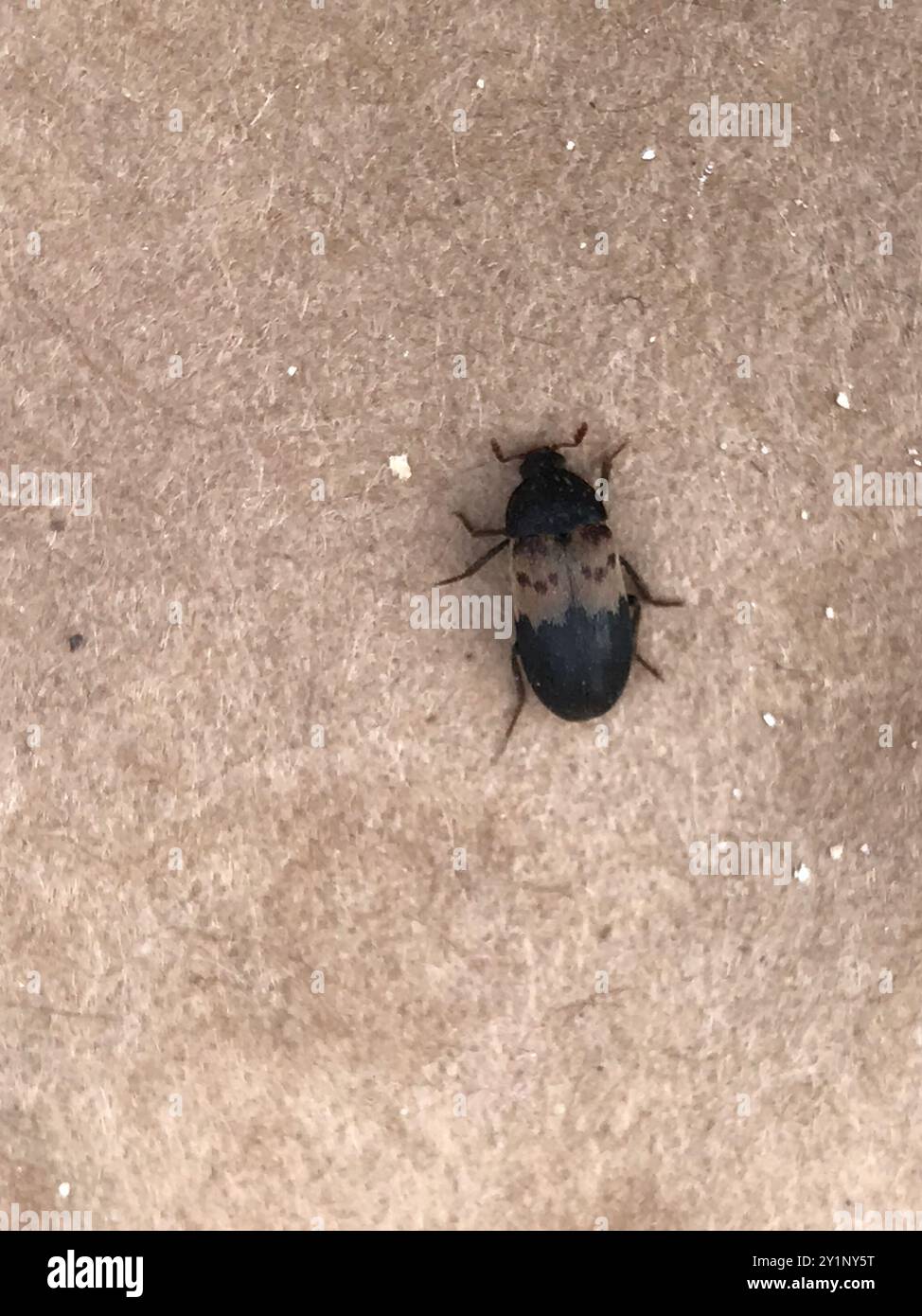 Larder Beetle (Dermestes lardarius) Insecta Stock Photo - Alamy