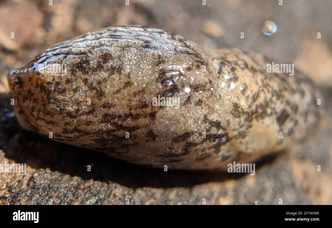 Milky Slug (Deroceras reticulatum) Mollusca Stock Photo - Alamy